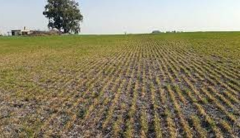 Provincia Oficializó Más Emergencias Agrarias Por Sequía Necochea Digital